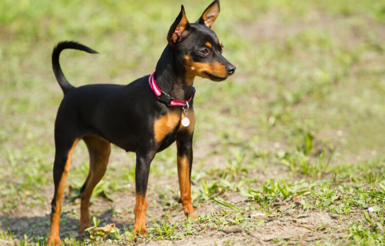 Pinscher miniatura: conheça as principais características dessa raça ... Pinscher miniatura: conheça as principais características dessa raça ...